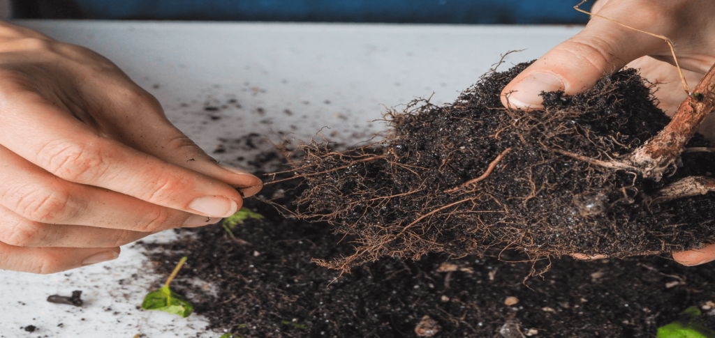 Identifying Take-All Root Rot - Chorbie Home Services Identifying Take-All Root Rot - Chorbie Home Services
