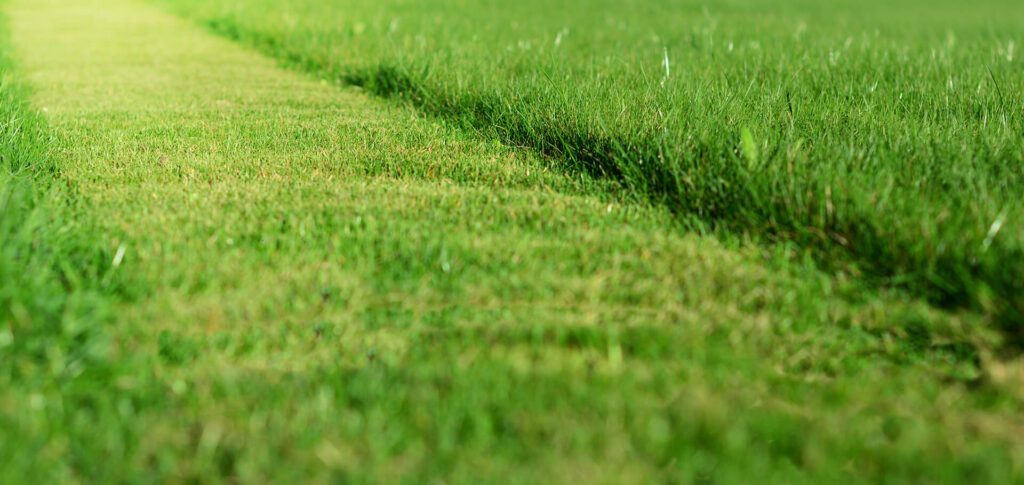 Weekly Vs. Biweekly Mowing - Chorbie Home Services Weekly Vs. Biweekly Mowing - Chorbie Home Services