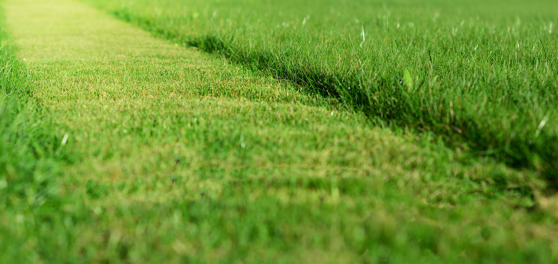 Weekly Vs Biweekly Mowing Knowledge Center Chorbie Home Services