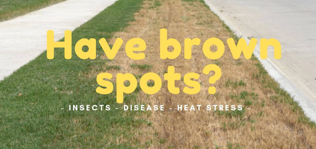 Identifying Heat Stress In A Yard - Chorbie