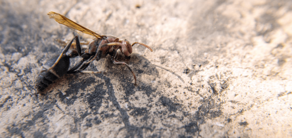 Ground Hornets: What You Need To Know - Chorbie Home Services