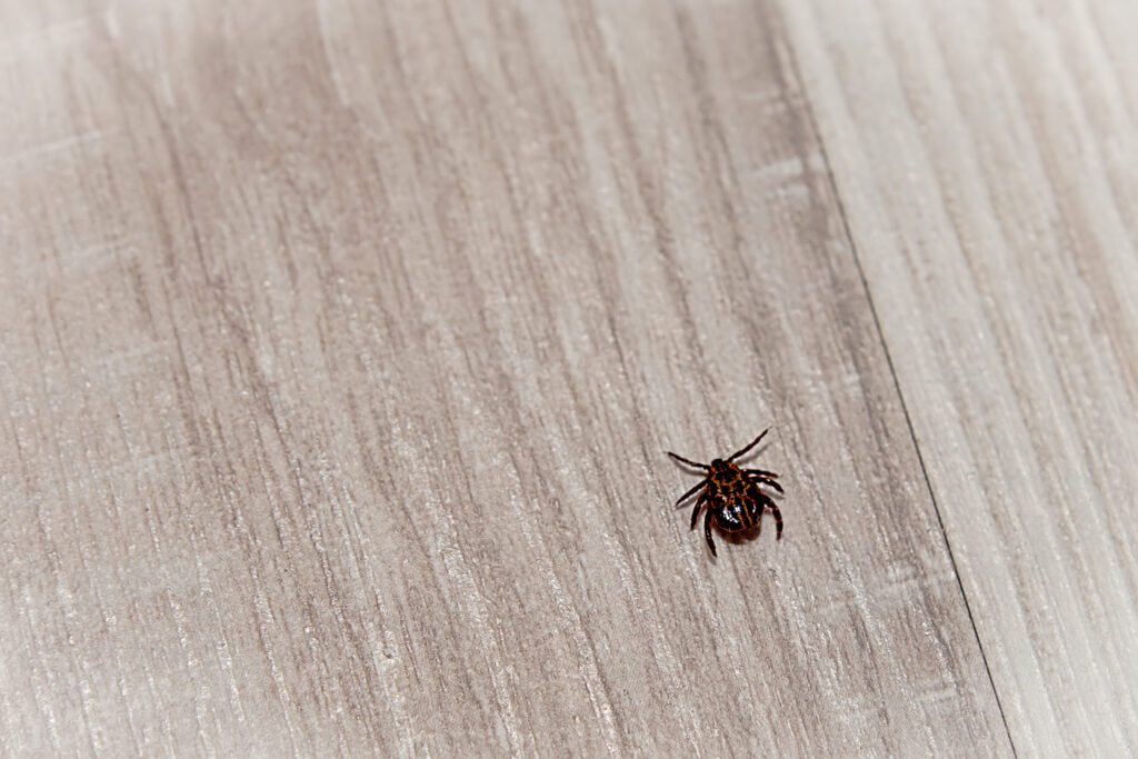 Everything You Need To Know About Chigger Bites - Chorbie Home Services